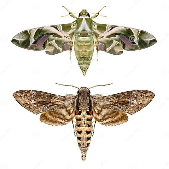 Motten stockfoto. Bild von nave, europa, fauna, flugwesen - 64653998