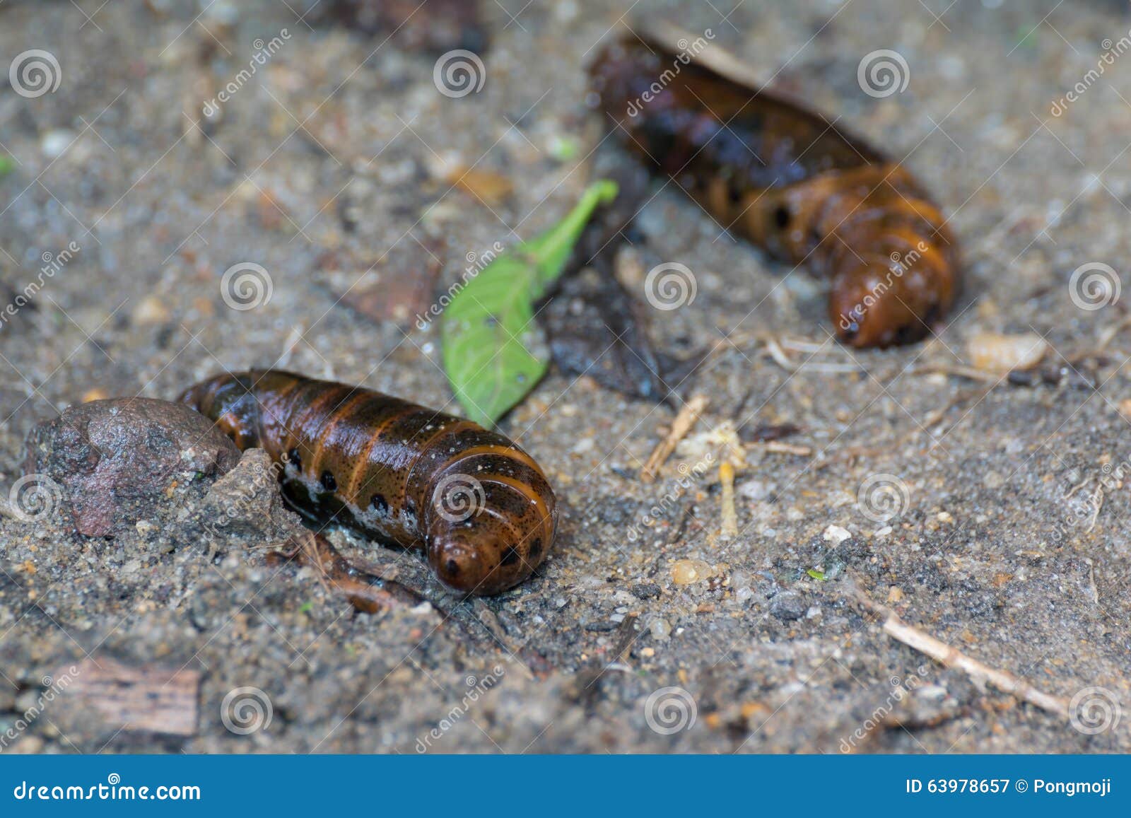 Mottenlarven auf Boden stockbild. Bild von hintergrund - 63978657