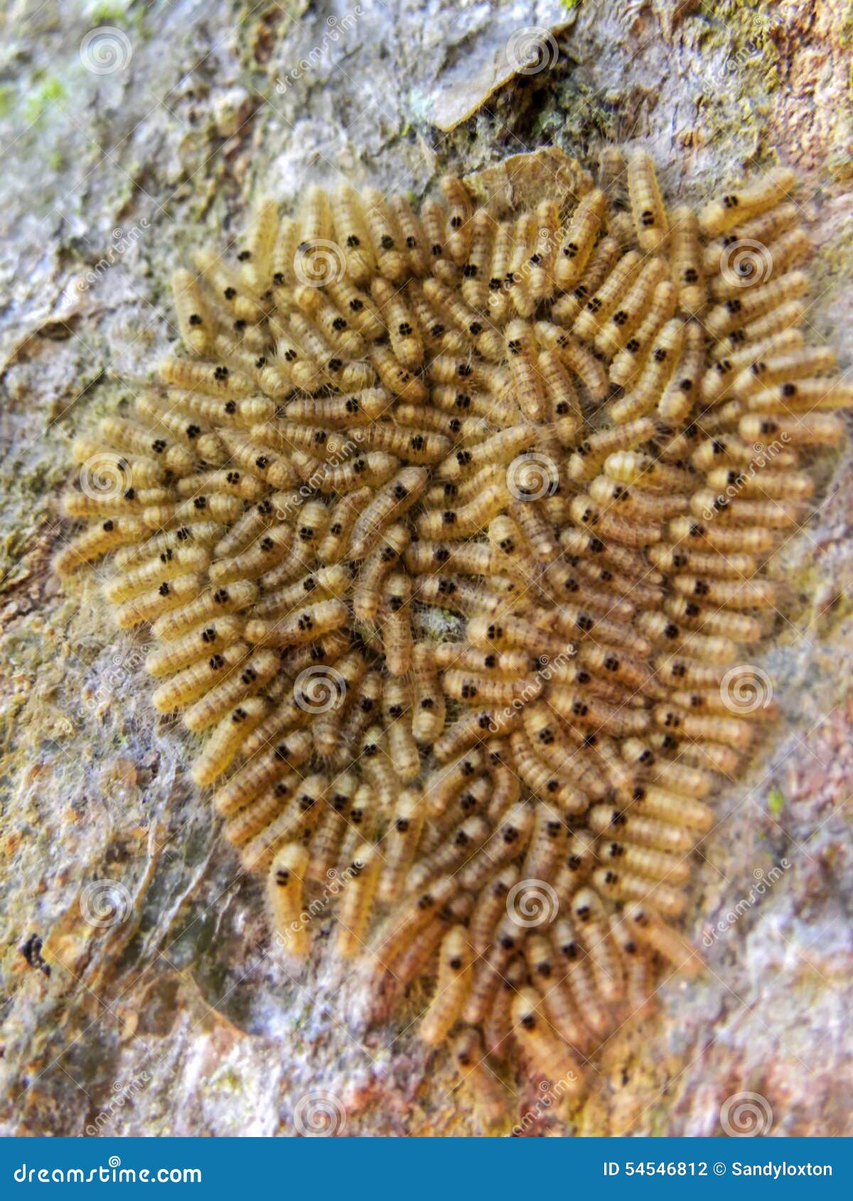 Mottenlarven Des Herabhängenden Teils Stockfoto - Bild von afrika ...
