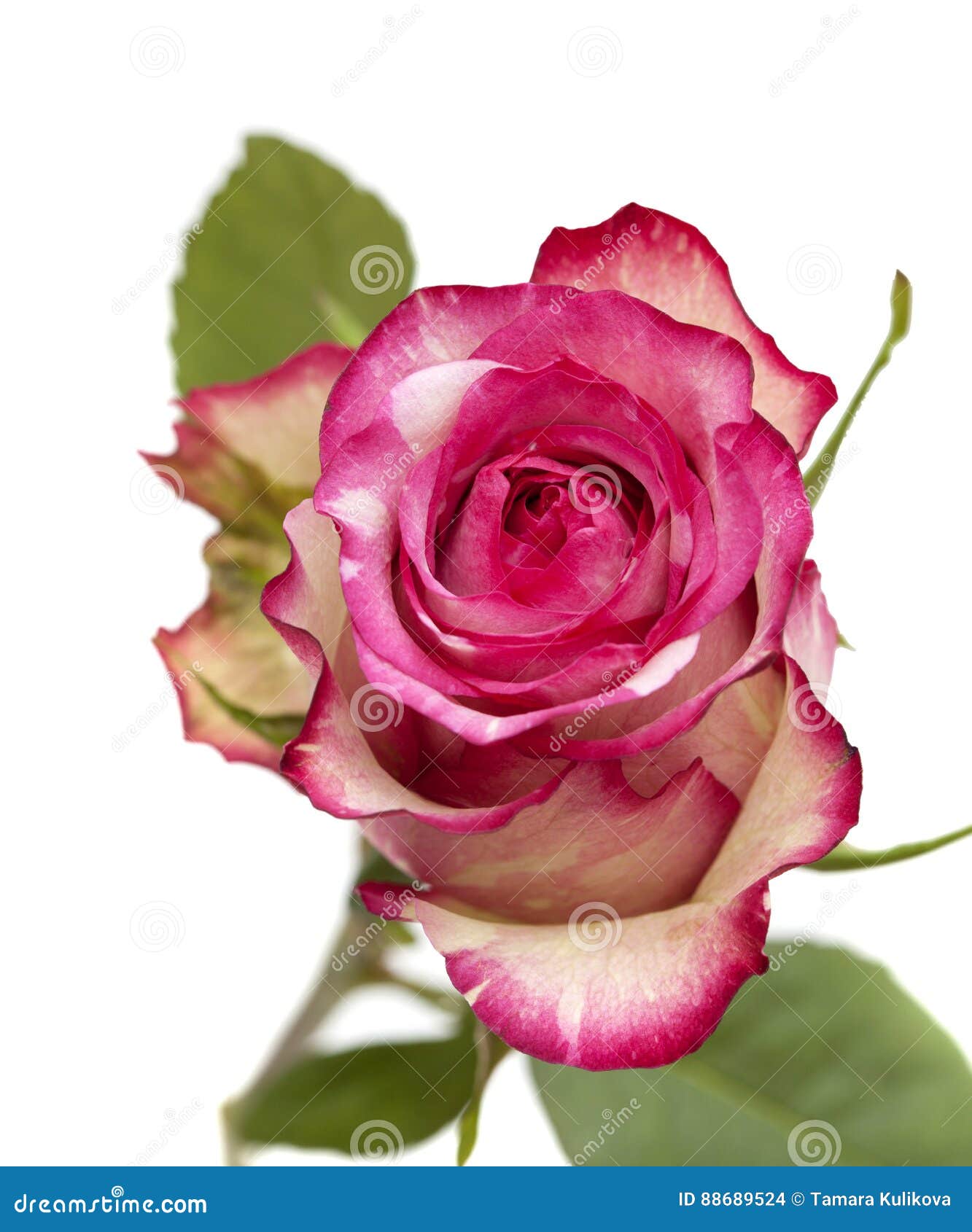 Mottle Green and Magenta Rose Stock Photo - Image of freshness, magenta ...