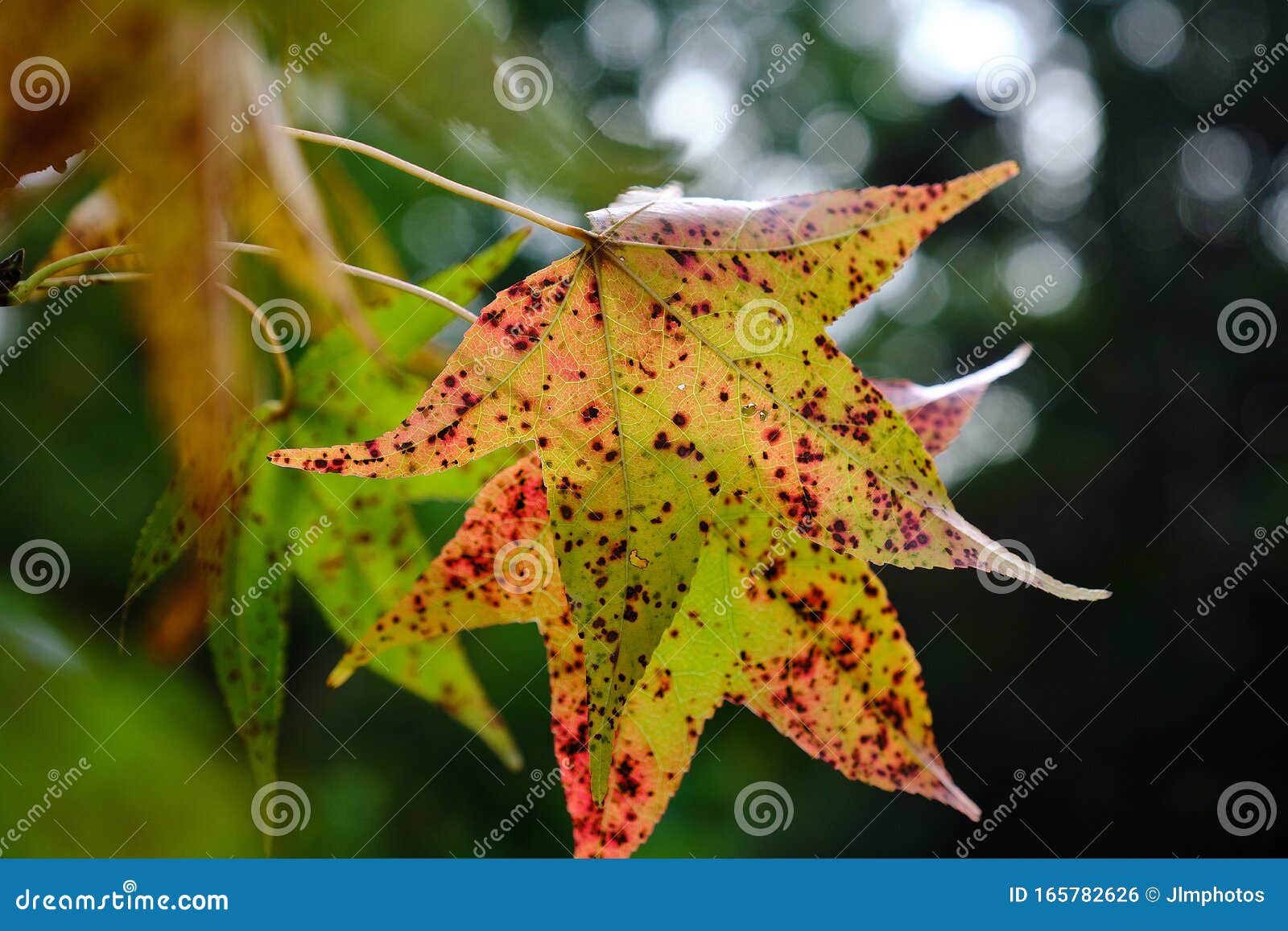 Mottled autumn leaf stock photo. Image of leaves, maple - 165782626