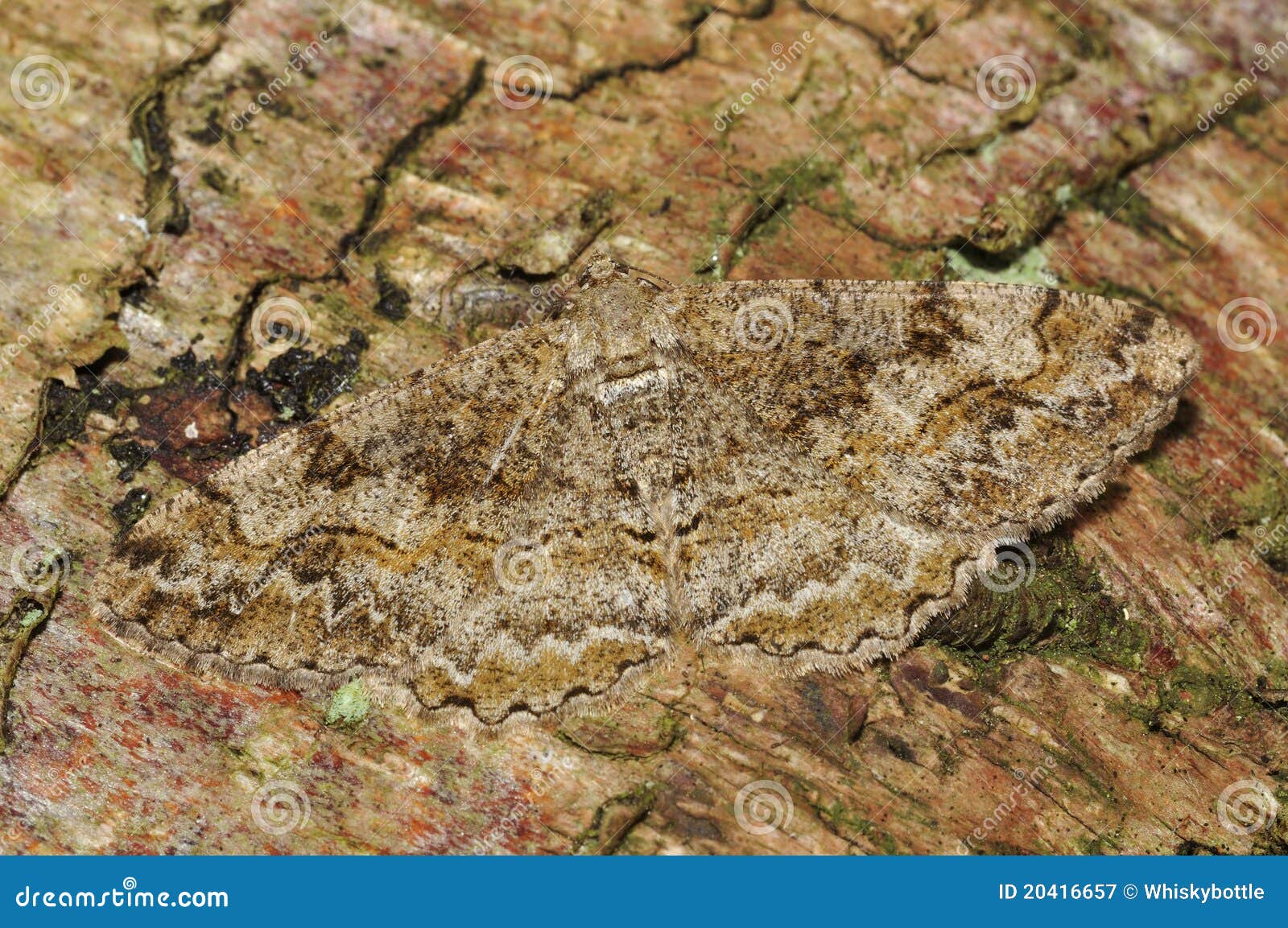 Mottled Beauty Moth stock image. Image of moth, camouflaged - 20416657