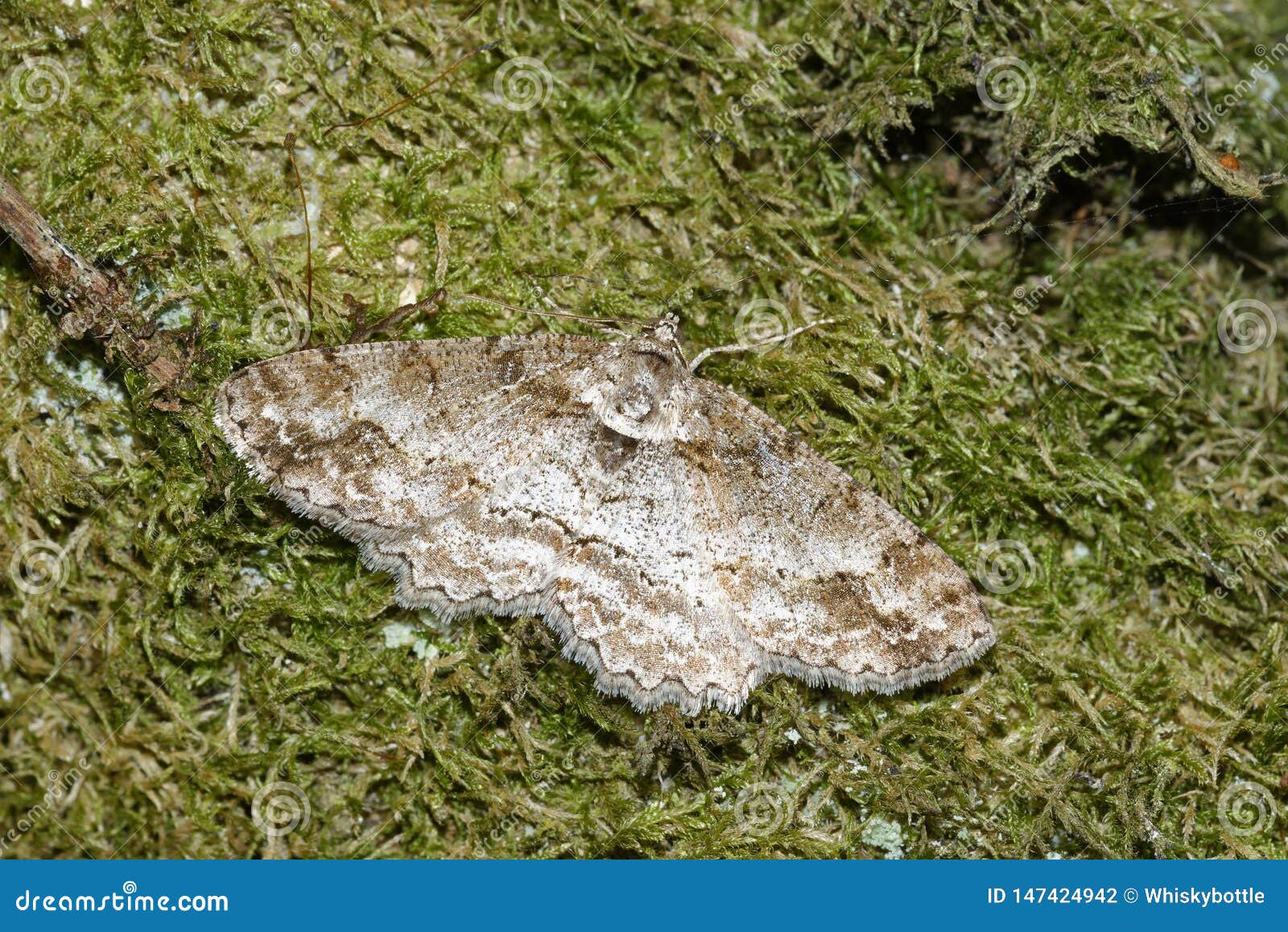 Mottled Beauty Moth stock photo. Image of wildlife, horizontal - 147424942