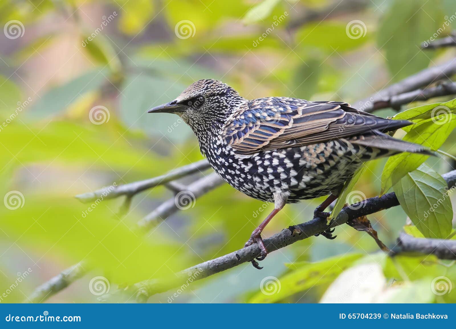 Mottled black Starling stock image. Image of foliagen - 65704239