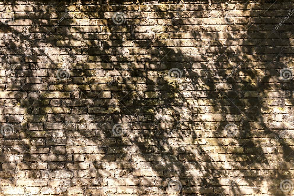 Mottled Blue Brick Wall Texture Background of Tree Shadow. Stock Image ...
