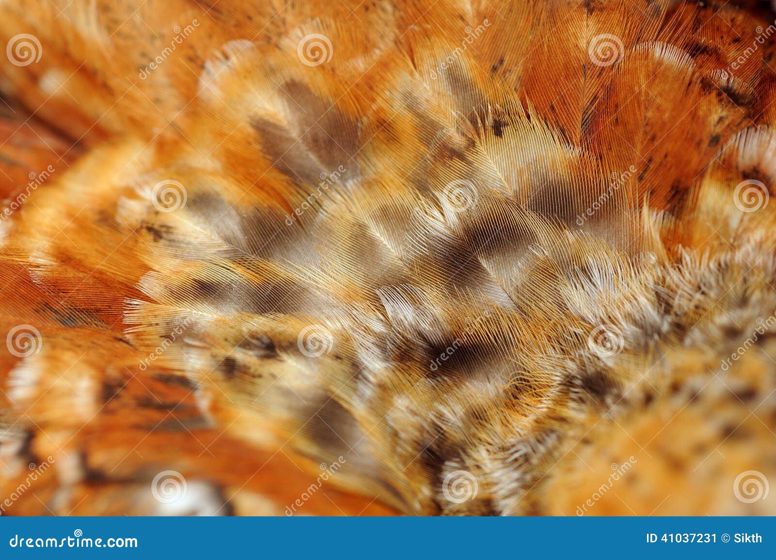 Mottled Chicken Feathers Close-Up Stock Image - Image of material ...