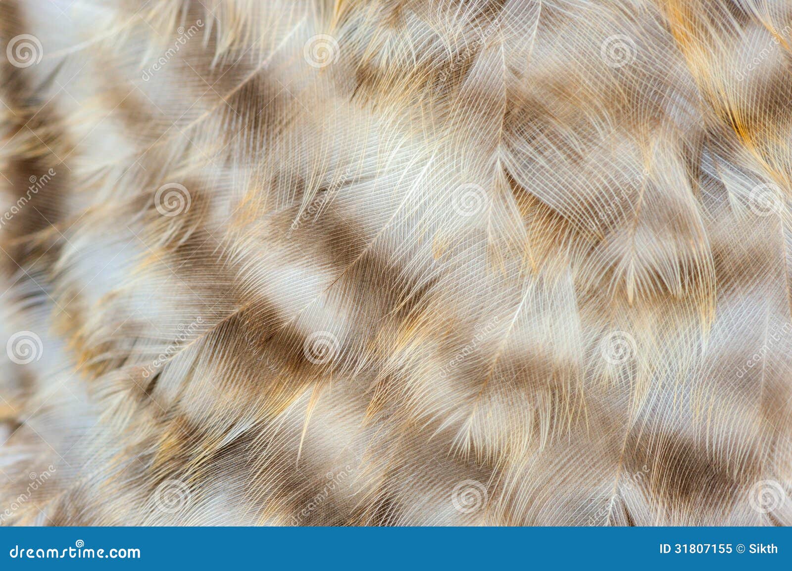 Mottled Chicken Feathers Macro Stock Image - Image of natural, material ...