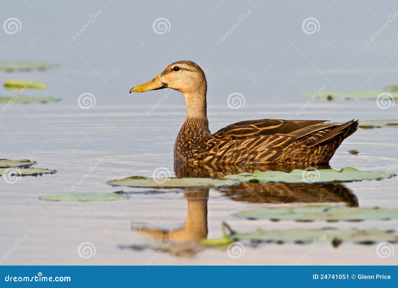 Mottled Duck (Anas Fulvigula) Stock Image - Image of wildlife, bird ...
