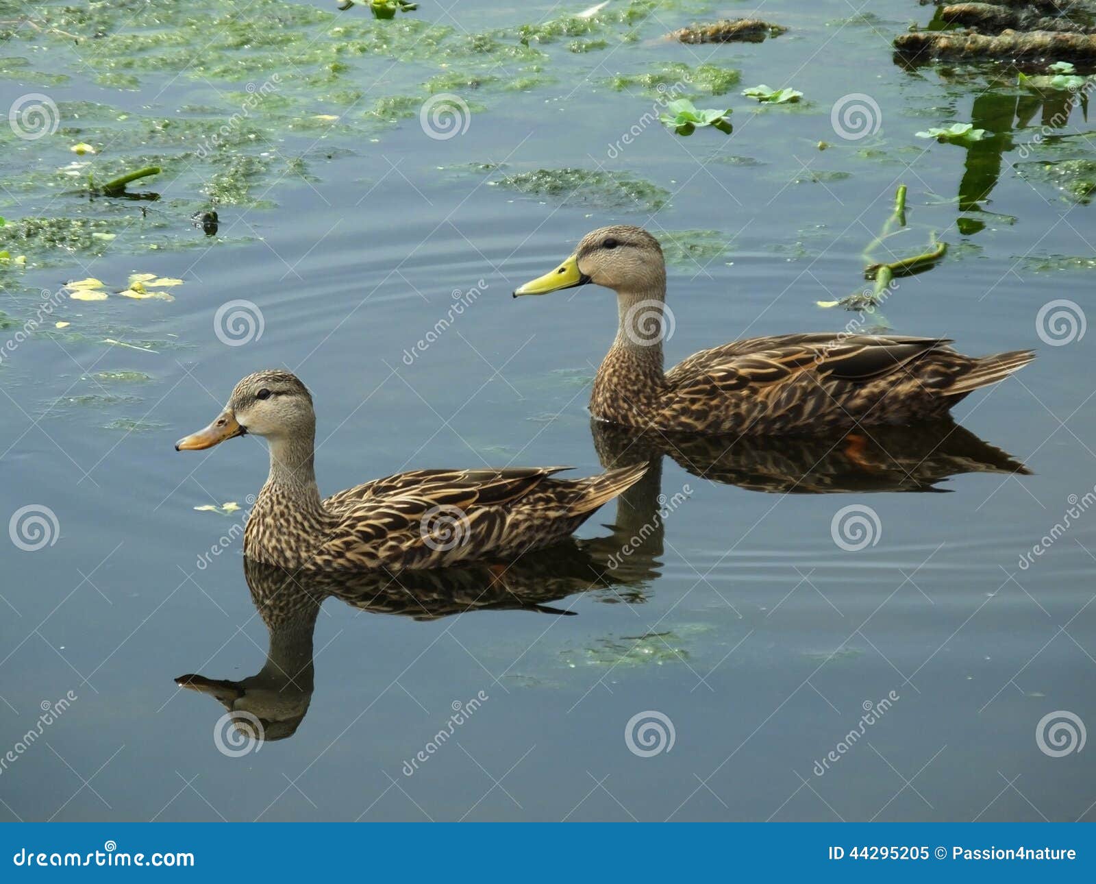 Mottled Duck (Anas Fulvigula) Stock Image - Image of ornithology, avian ...