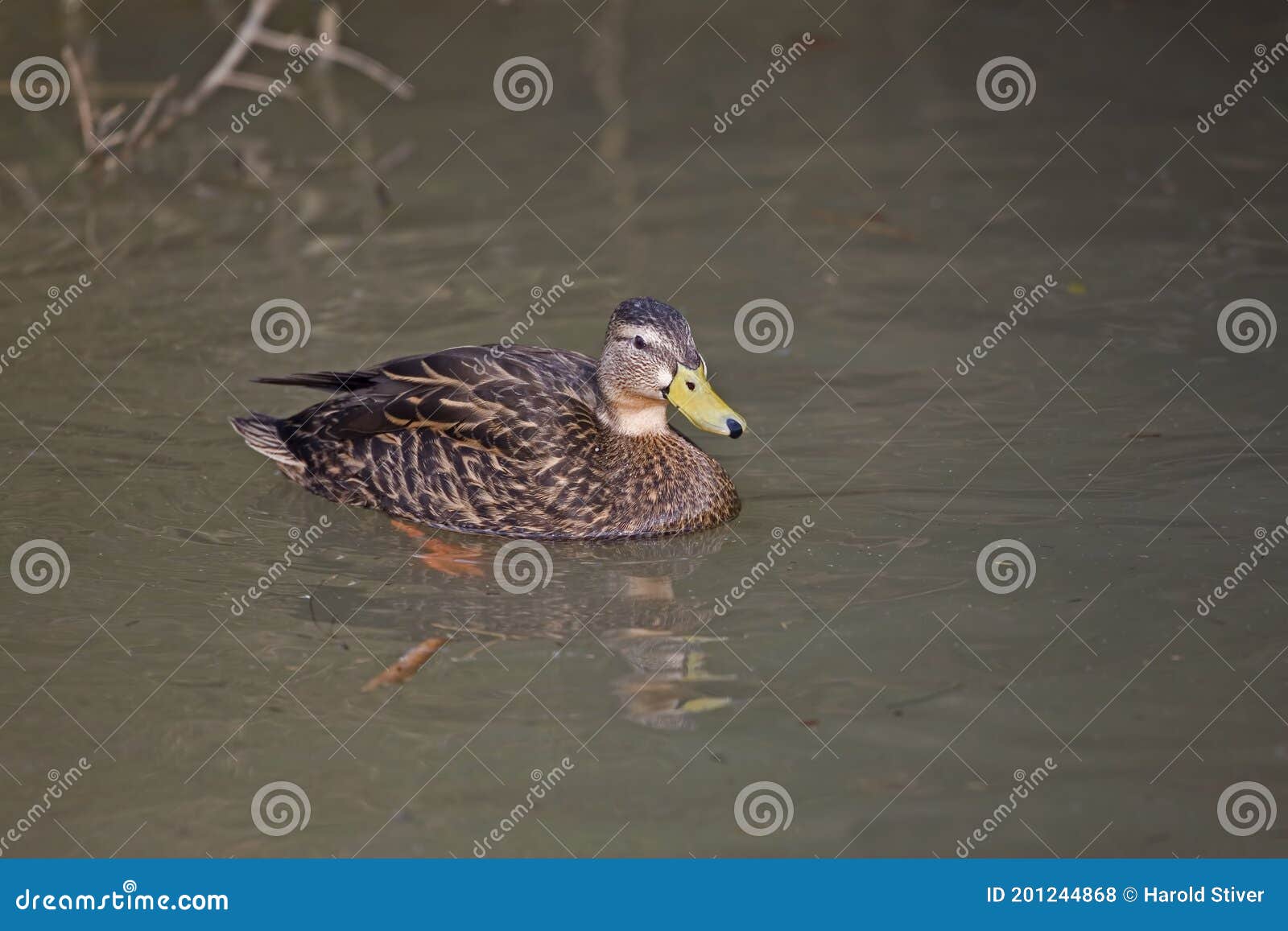 Mottled Duck, Anas Fulvigula, Resting on the Water Stock Photo - Image ...