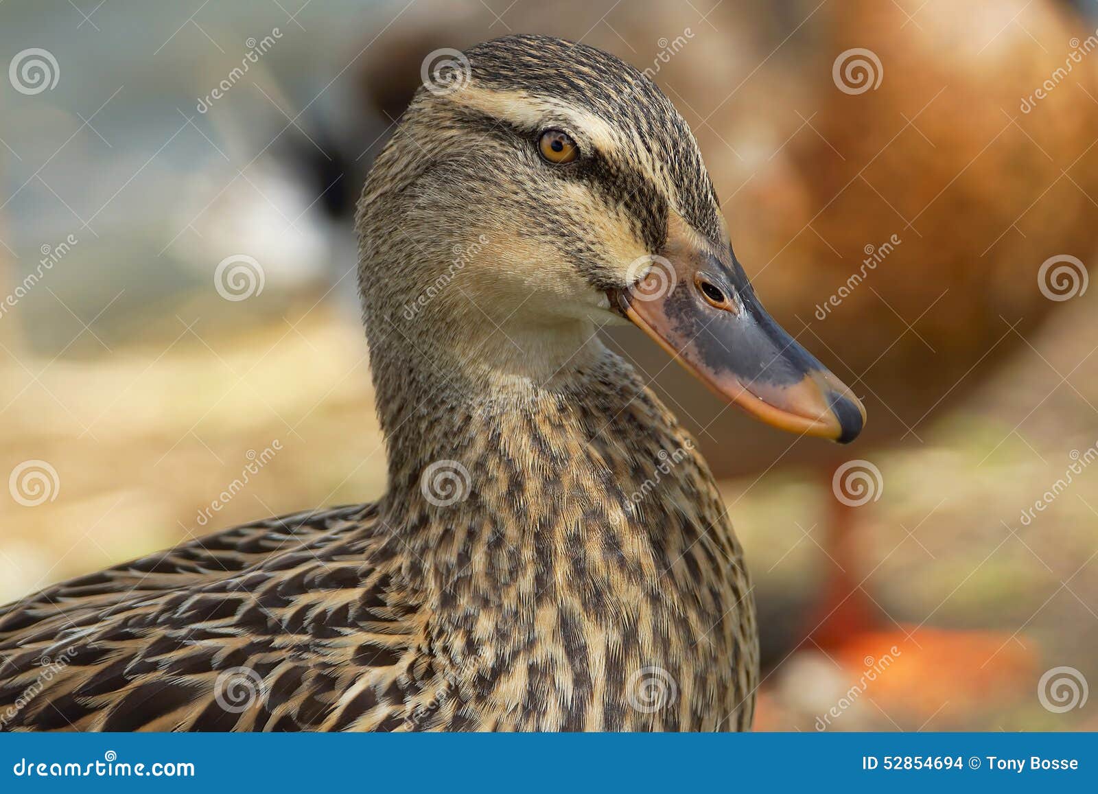 Mottled Duck stock photo. Image of waterbird, speckled - 52854694