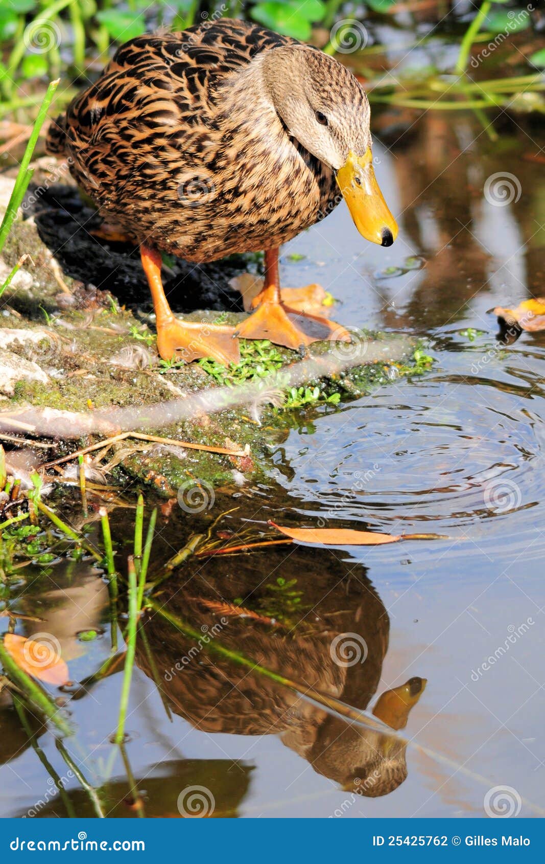 Mottled Duck (dabbling Duck) Stock Photo - Image of wilderness, duck ...