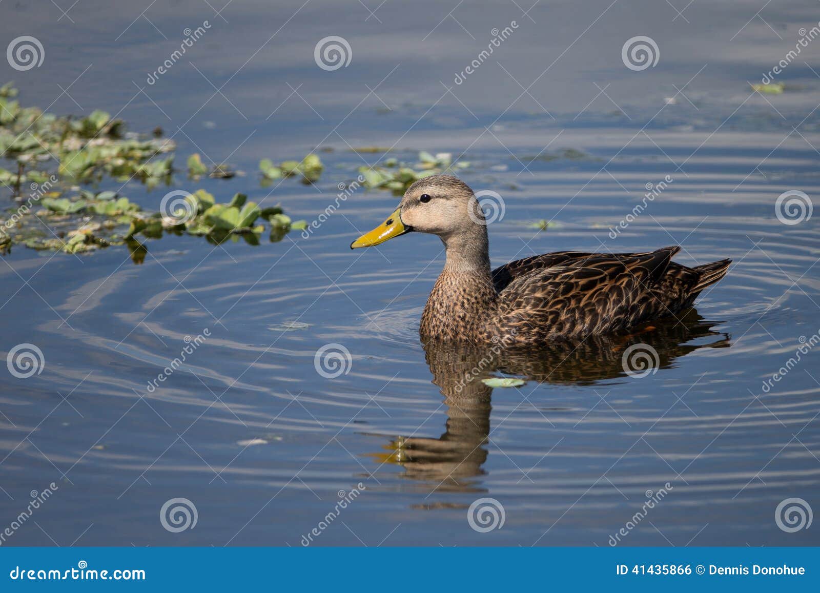 Mottled Duck in Florida Marsh Stock Photo - Image of feet, water: 41435866