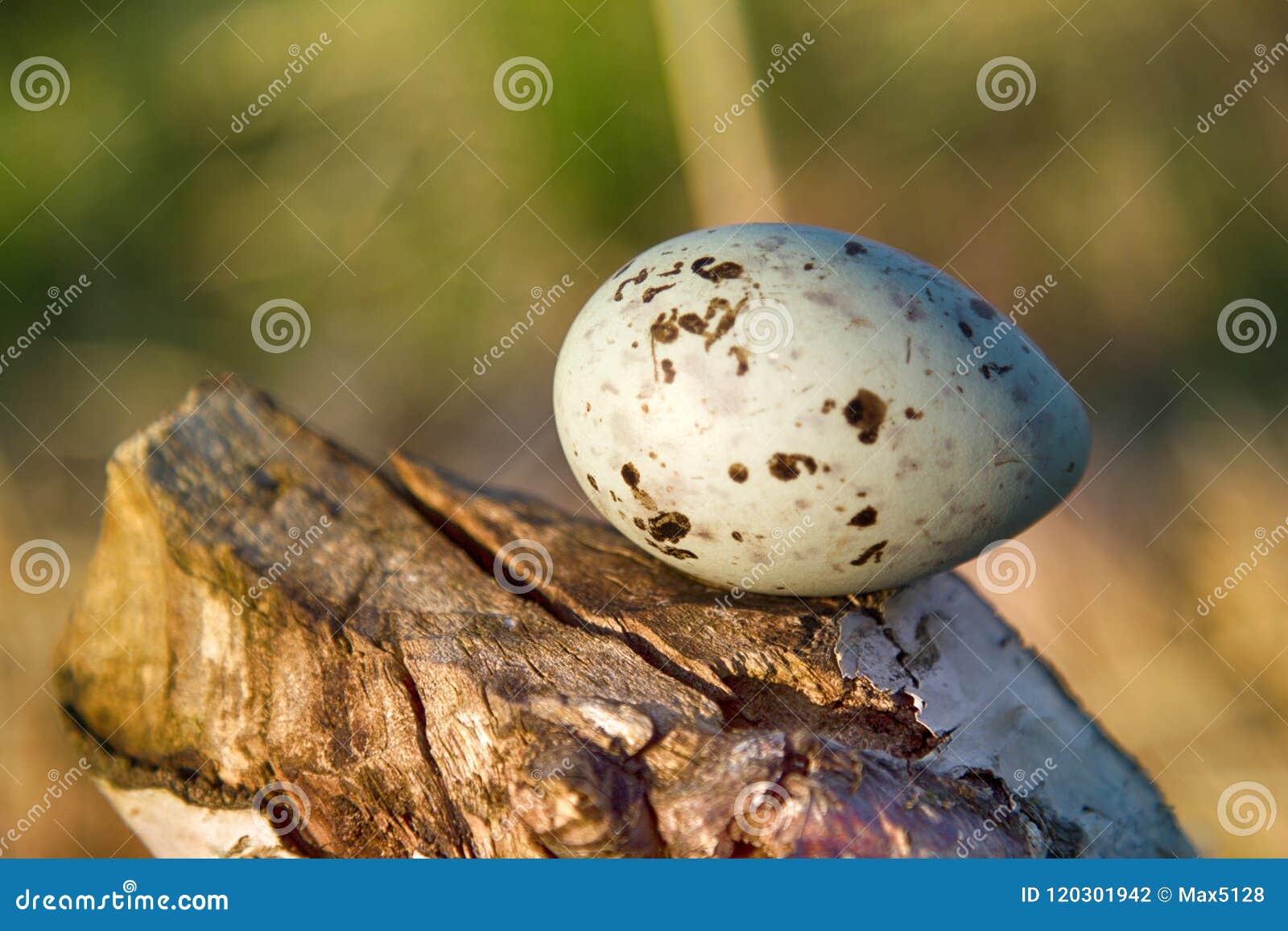 Mottled Egg of Tern on Cut of Tree that Was Gnawed by Beaver. Stock ...
