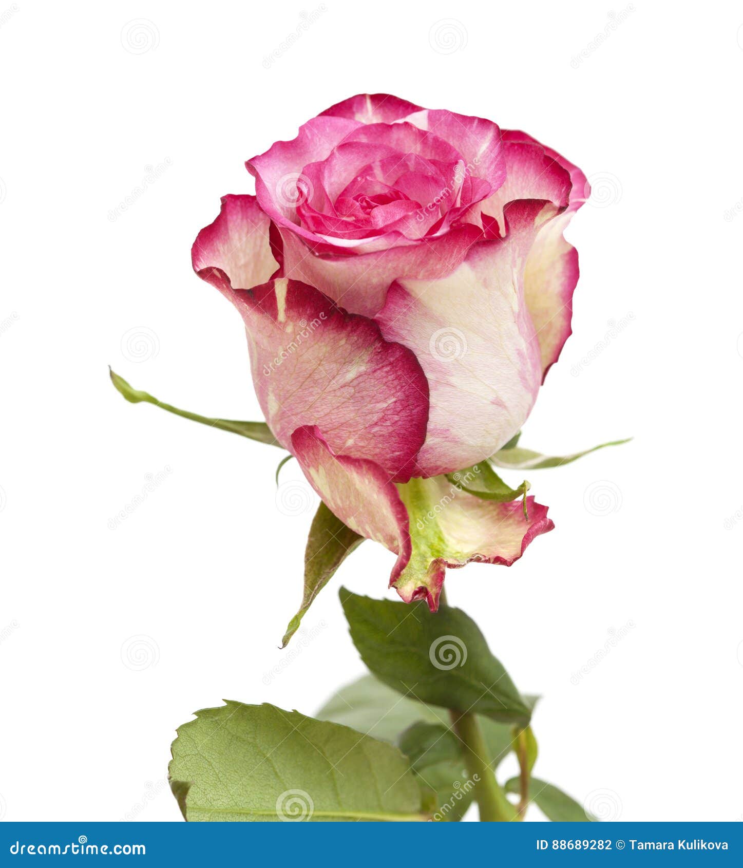 Mottled Green and Magenta Rose Stock Photo - Image of nature, beautiful ...