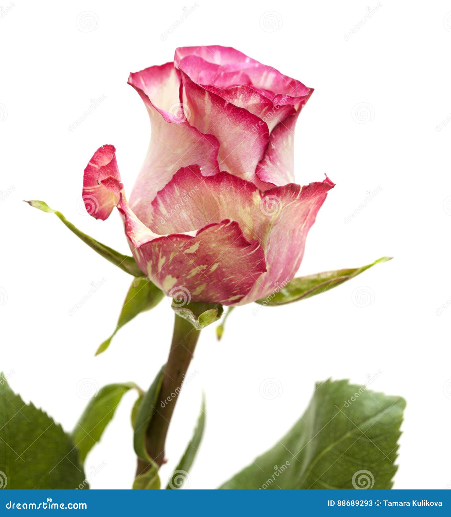 Mottled Green and Magenta Rose Stock Image - Image of dark, close: 88689293