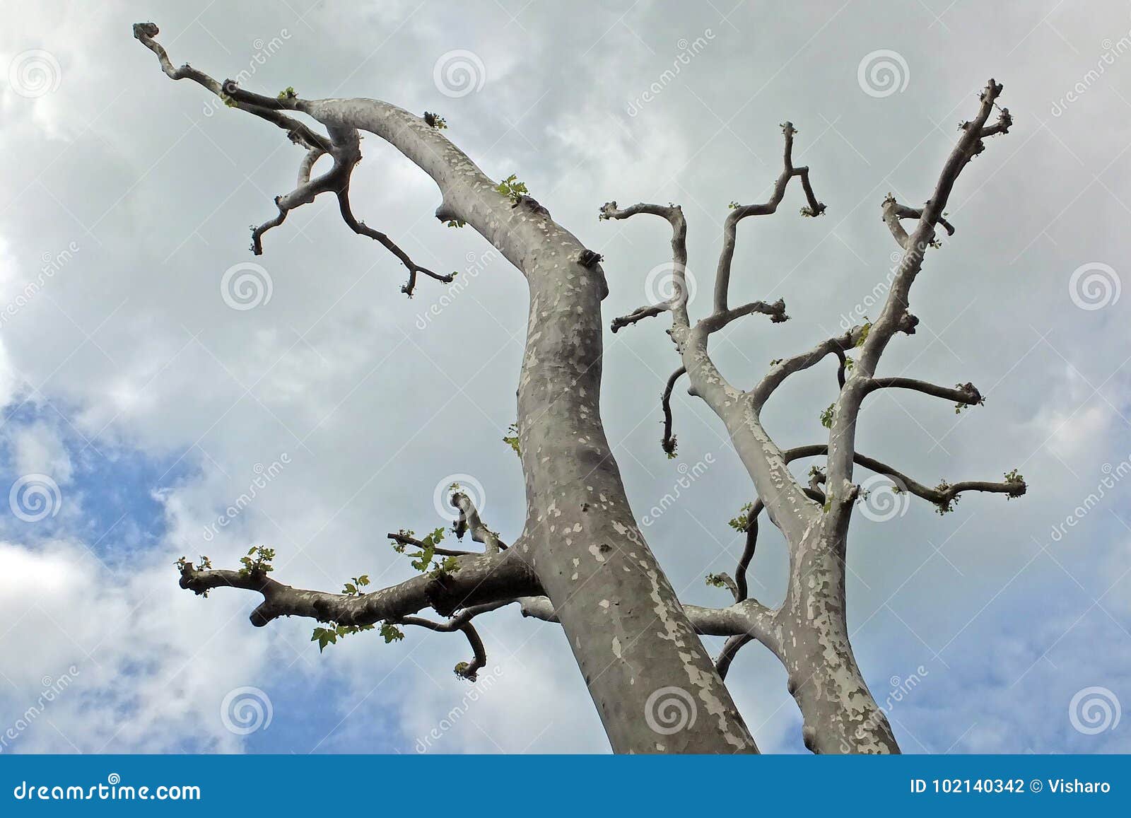Mottled grey branches stock photo. Image of outdoors - 102140342