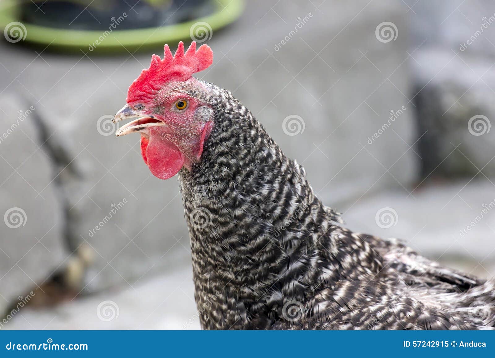 Mottled hen stock image. Image of mottled, wide, beak - 57242915