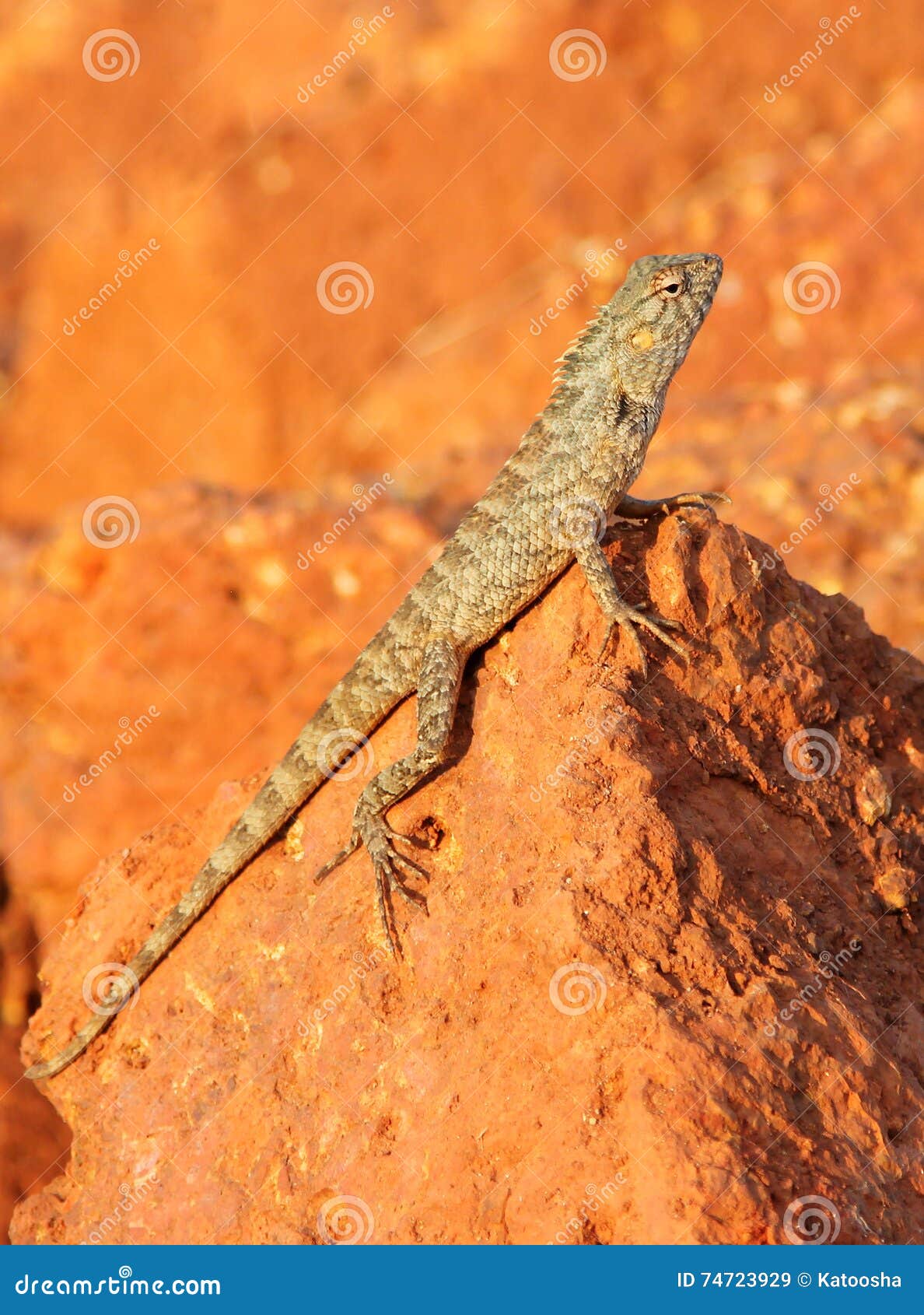 Mottled Lizard Sitting on Rocks Stock Image - Image of reptilarium ...