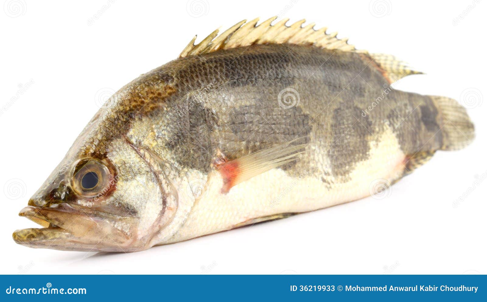 Mottled Nandus or Veda Fish Stock Image - Image of mottled, tasty: 36219933
