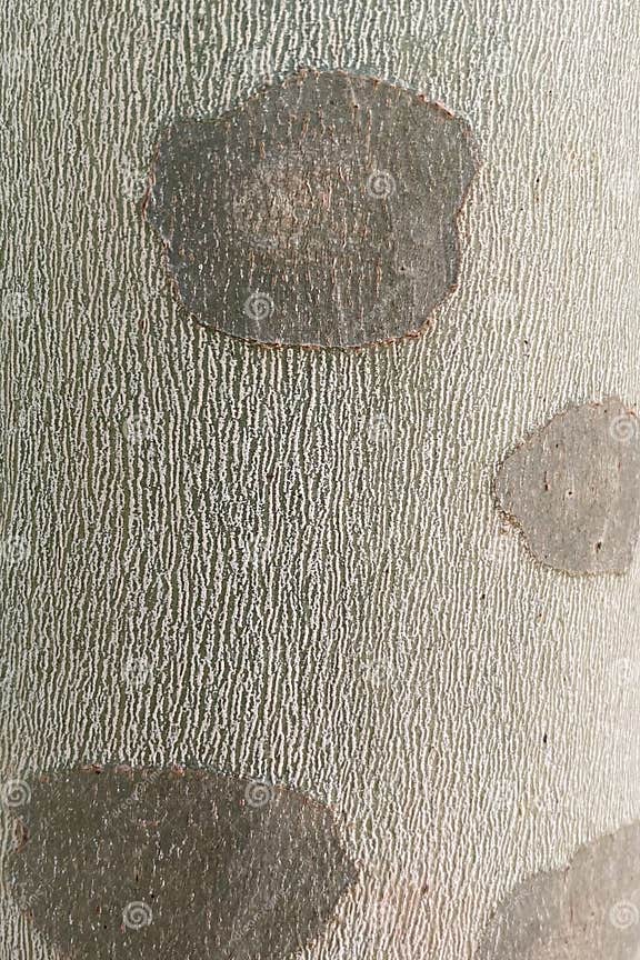 The Mottled Pattern of Platanus Tree Bark Stock Photo - Image of trunk ...