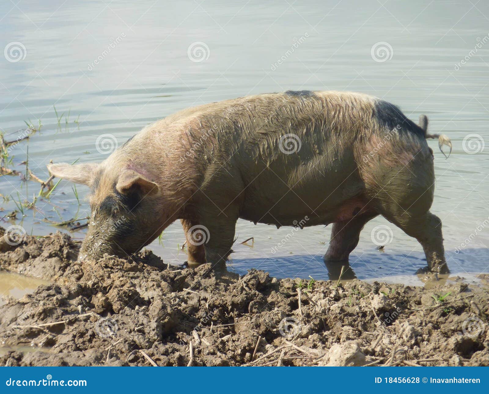 Mottled pig stock photo. Image of domestica, omnivorous - 18456628
