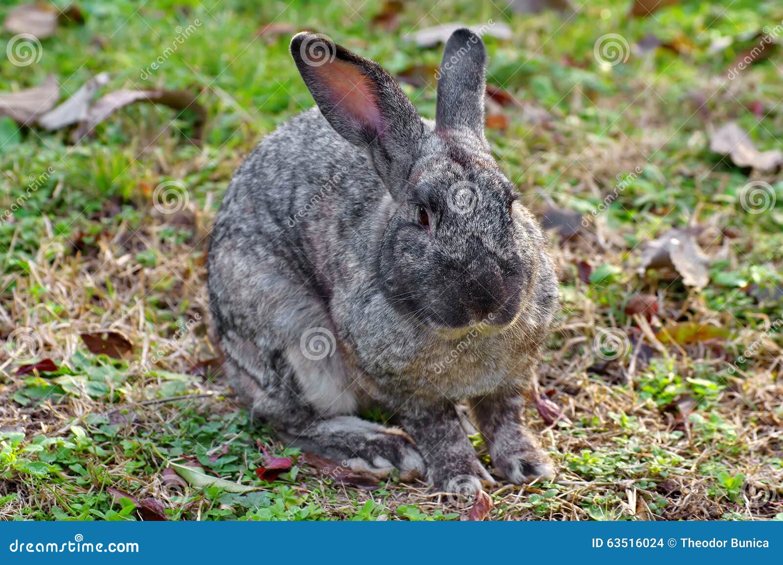 Wild animal. Gray rabbit stock photo. Image of domestic - 63516024