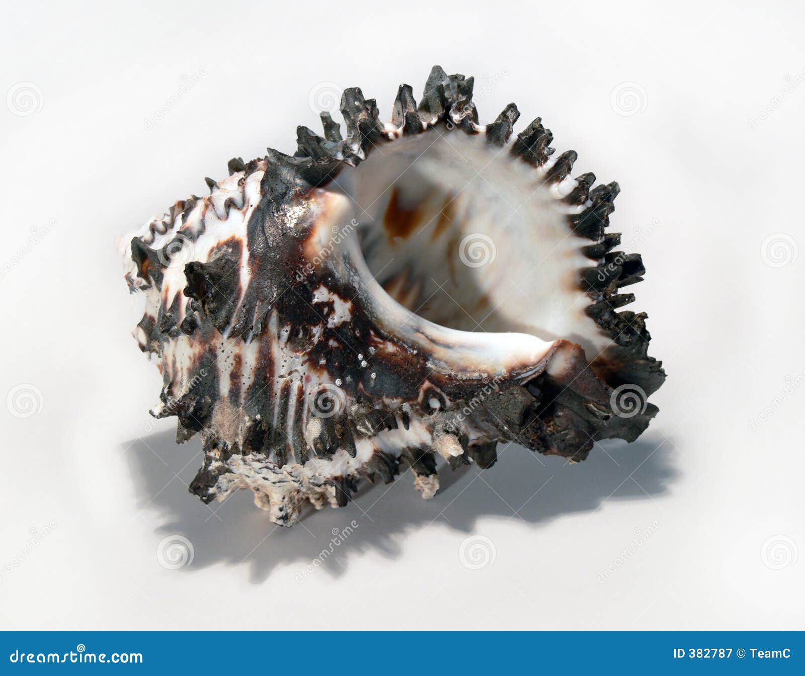 Mottled Sea Shell stock image. Image of tide, water, white - 382787
