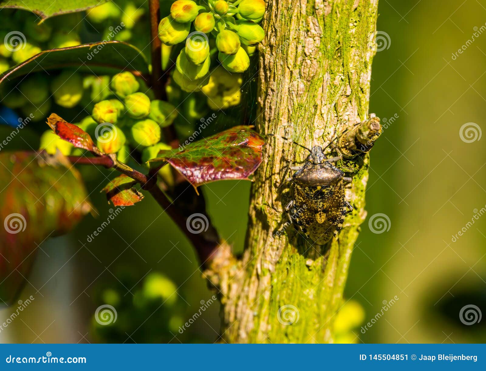 Mottled Shield Bug Sitting on a Tree Branch, Common Insect from Europe ...