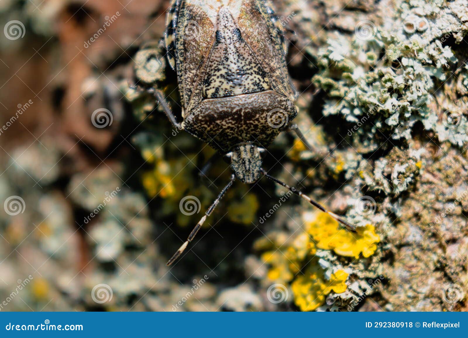 Mottled Shieldbug on a Tree, Stink Bug, Rhaphigaster Nebulosa Stock ...