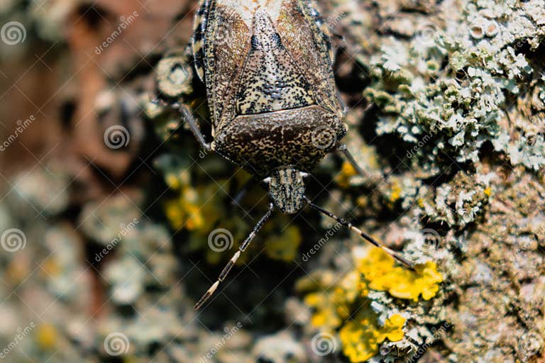Mottled Shieldbug on a Tree, Stink Bug, Rhaphigaster Nebulosa Stock ...