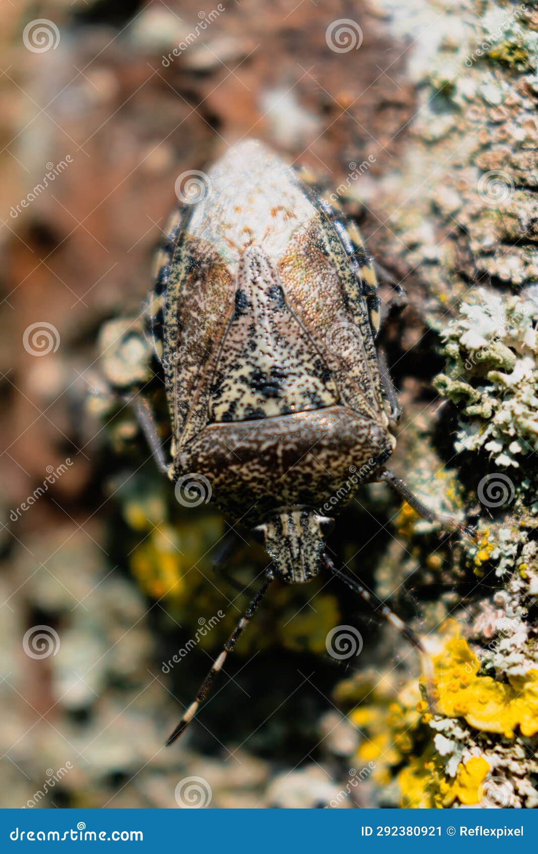Mottled Shieldbug on a Tree, Stink Bug, Rhaphigaster Nebulosa Stock ...