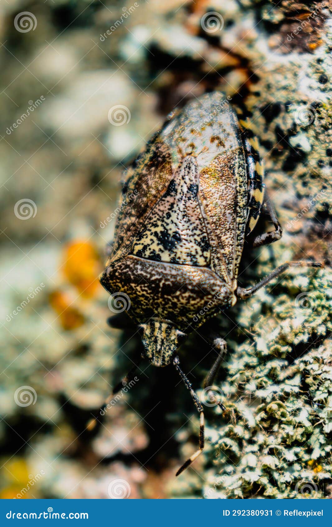 Mottled Shieldbug on a Tree, Stink Bug, Rhaphigaster Nebulosa Stock ...