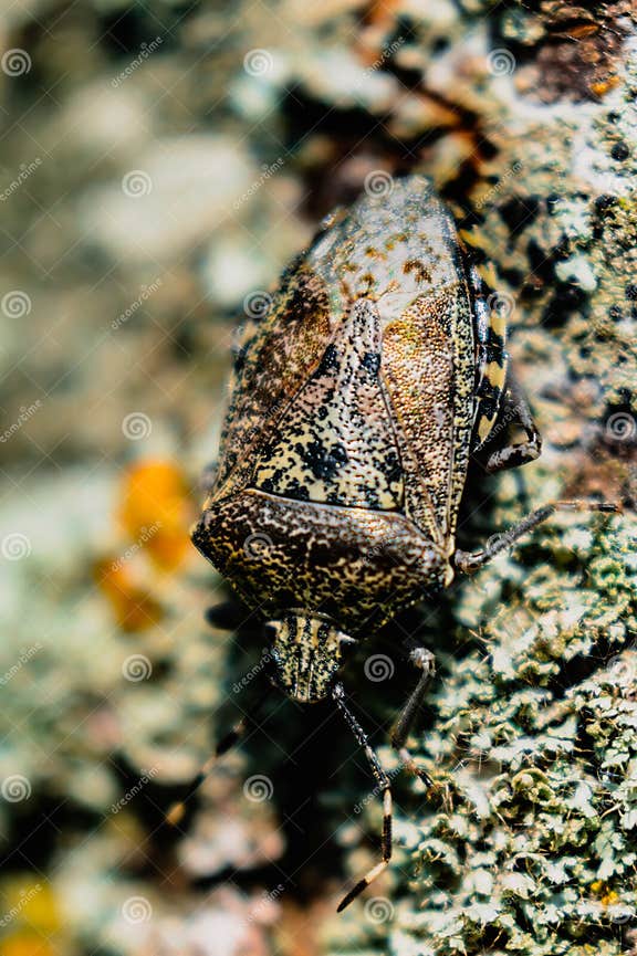 Mottled Shieldbug on a Tree, Stink Bug, Rhaphigaster Nebulosa Stock ...