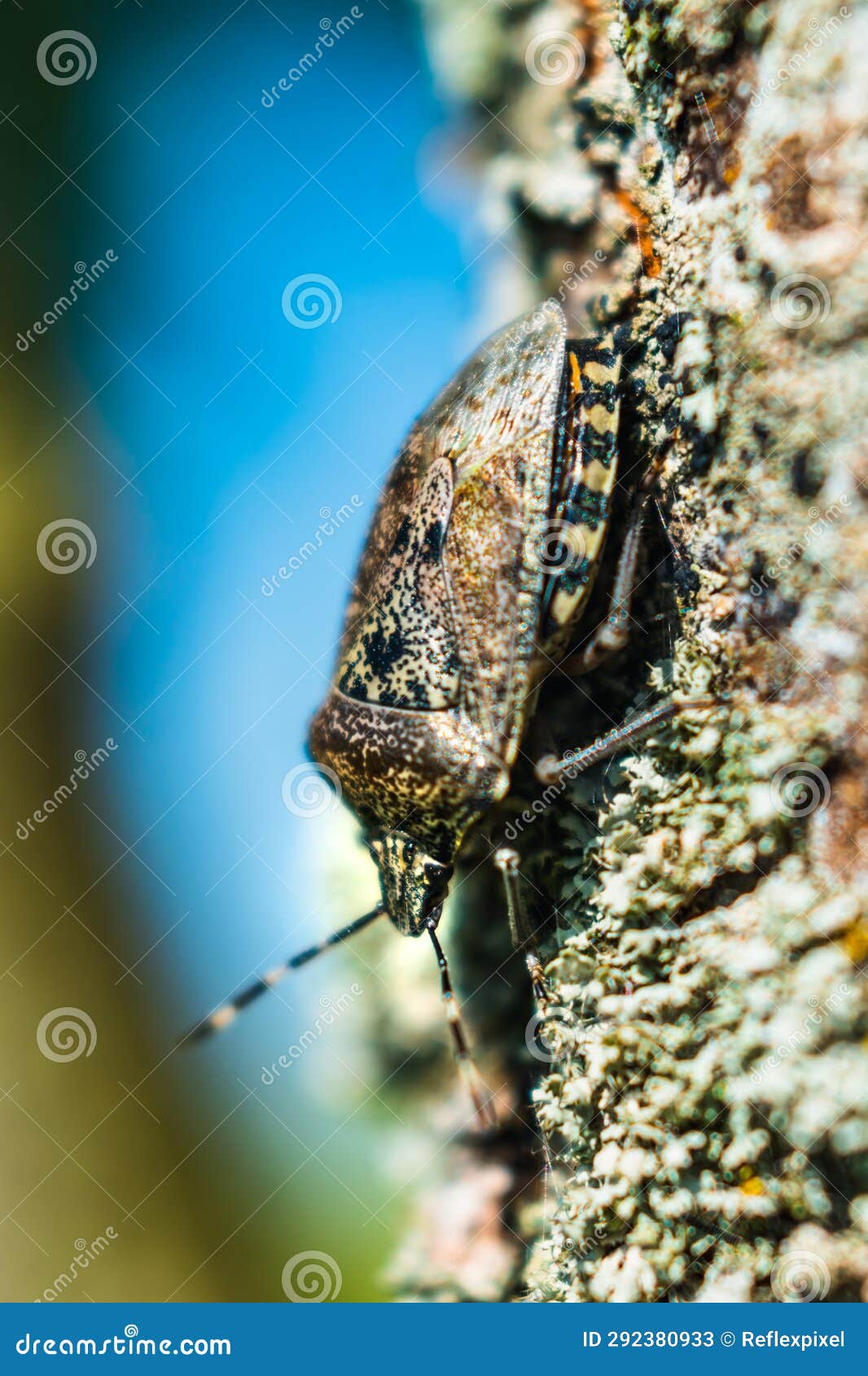 Mottled Shieldbug on a Tree, Stink Bug, Rhaphigaster Nebulosa Stock ...
