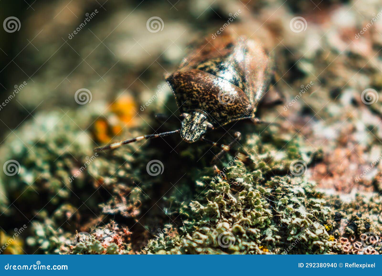 Mottled Shieldbug on a Tree, Stink Bug, Rhaphigaster Nebulosa Stock ...