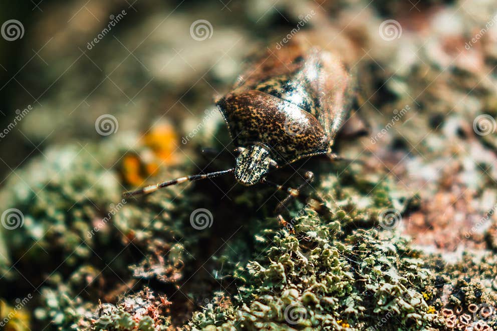 Mottled Shieldbug on a Tree, Stink Bug, Rhaphigaster Nebulosa Stock ...