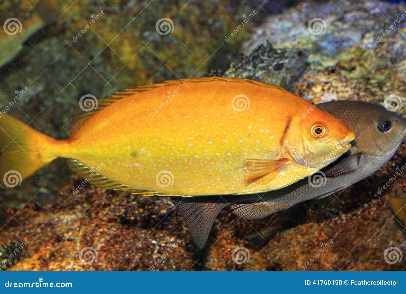 Mottled spinefoot stock photo. Image of siganus, yellow - 41760150
