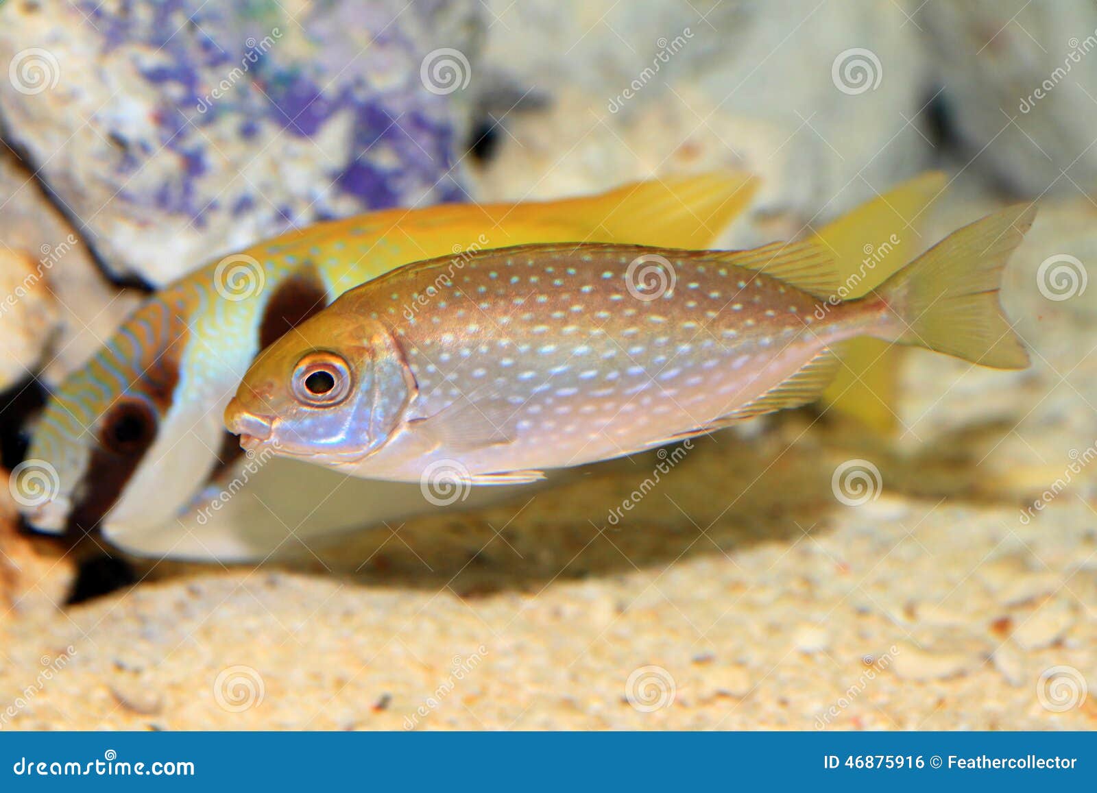 Mottled spinefoot stock photo. Image of wildlife, marine - 46875916