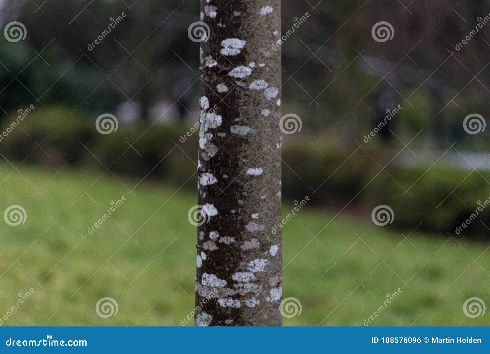 Spotted Tree Trunk stock photo. Image of parkland, green - 108576096