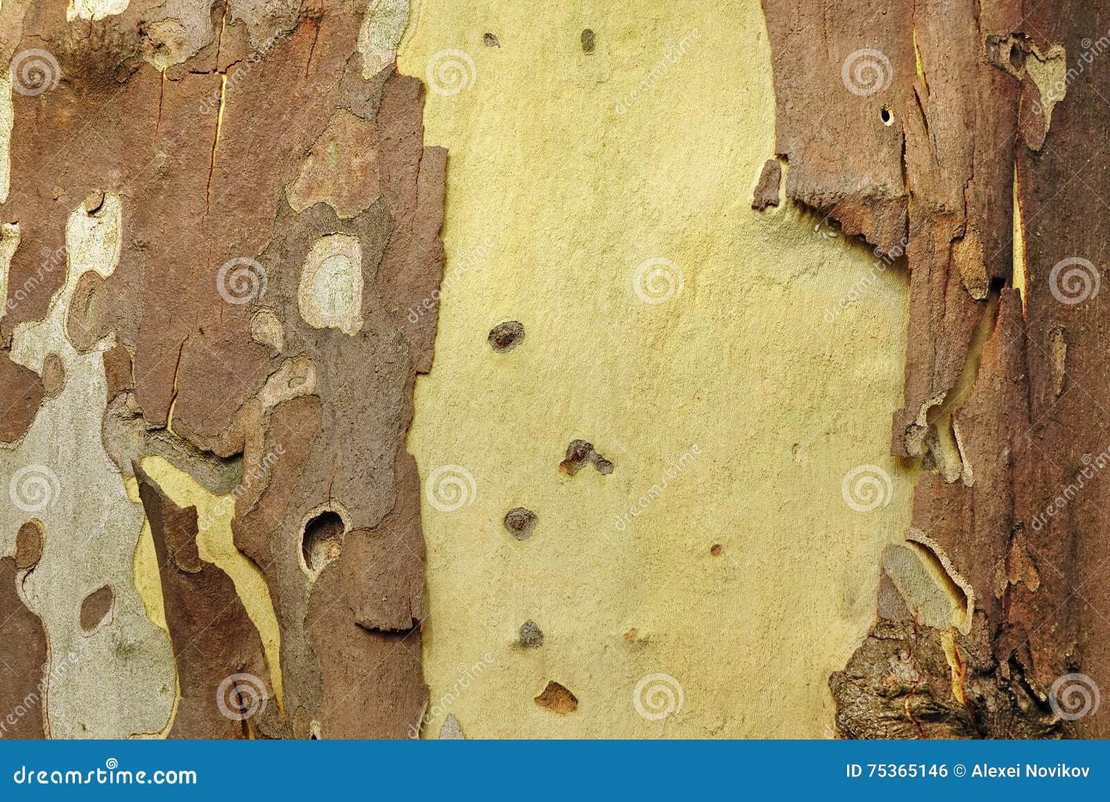 Mottled Sycamore Tree Bark and Trunk Background or Texture Stock Photo ...