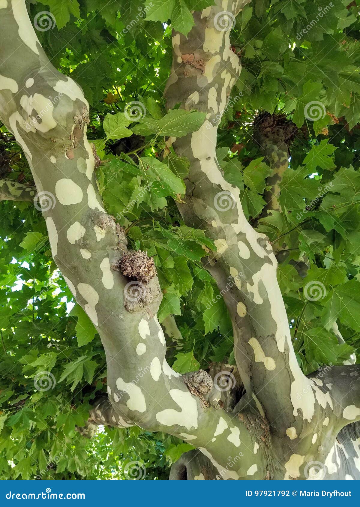 Mottled sycamore tree bark stock photo. Image of woods - 97921792