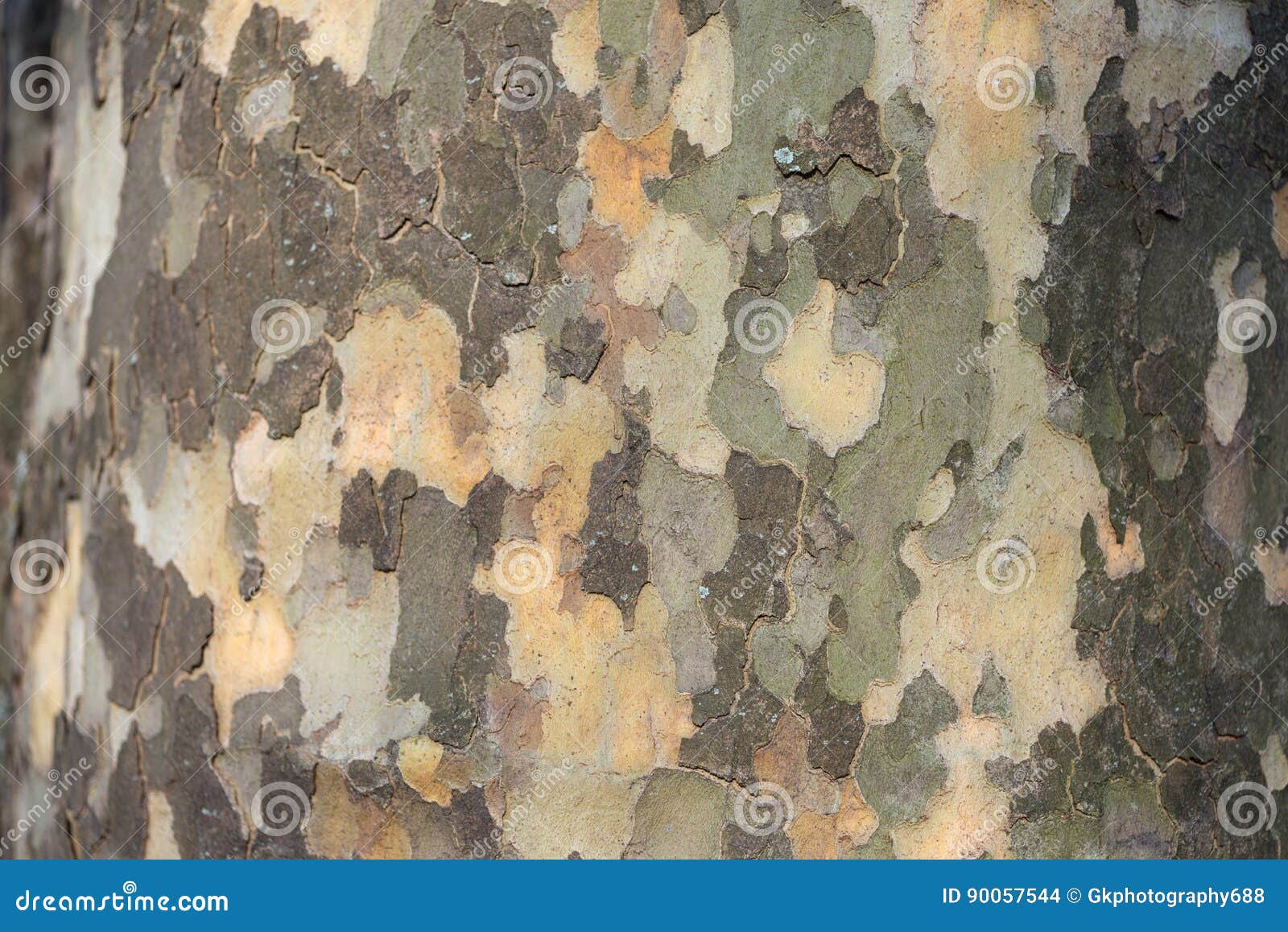 Bark Of Elm. Trunk Of Tree ,Seamless Tileable Background Texture Stock ...