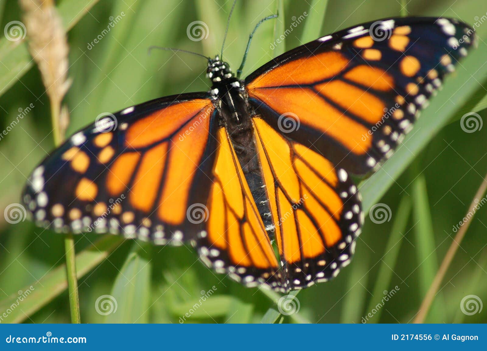 Motyl zdjęcie stock. Obraz złożonej z motyl, ślepuszonka - 2174556