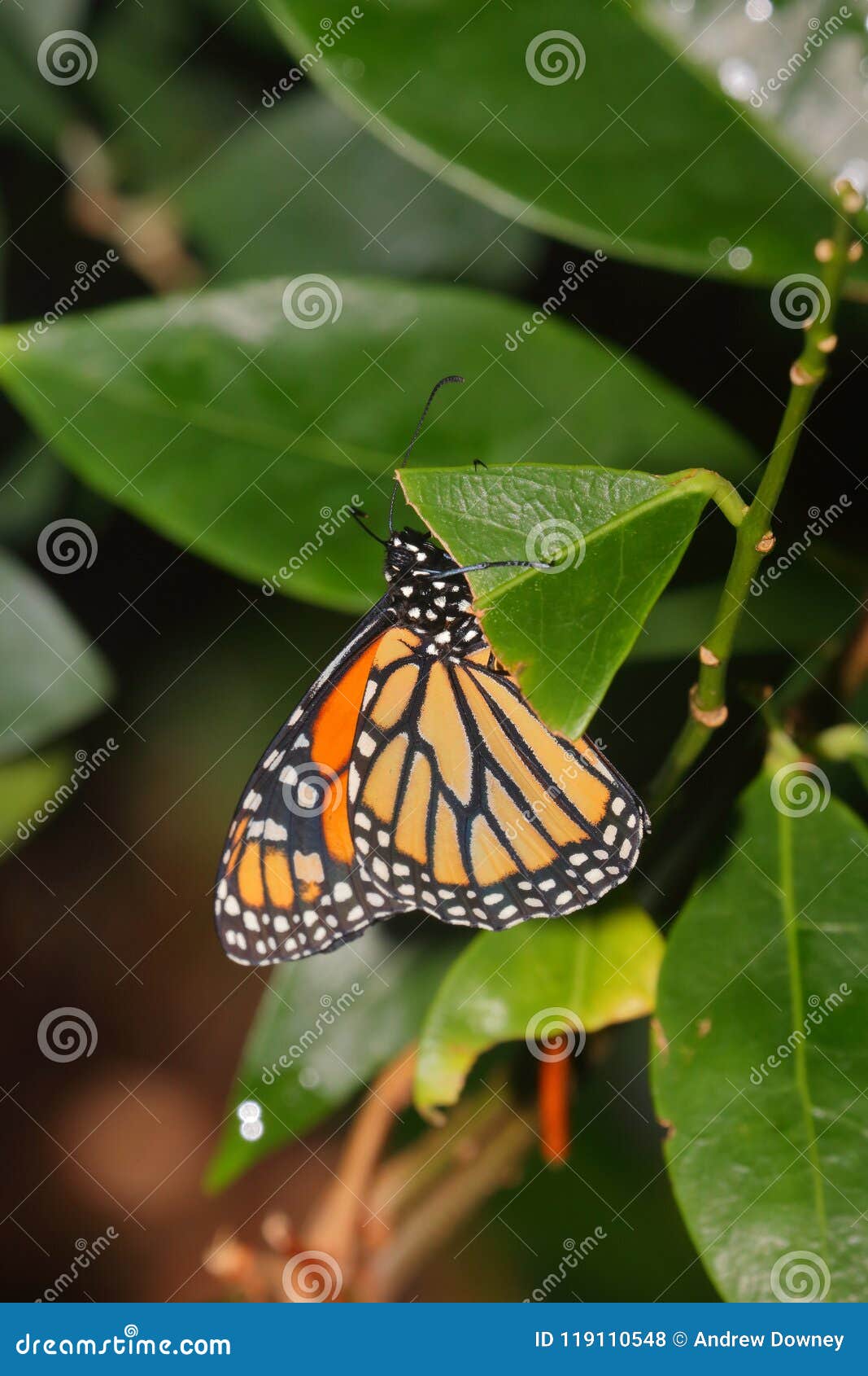 Motyl - Monarcha - Nymphalidae - Danainae Zdjęcie Stock - Obraz ...