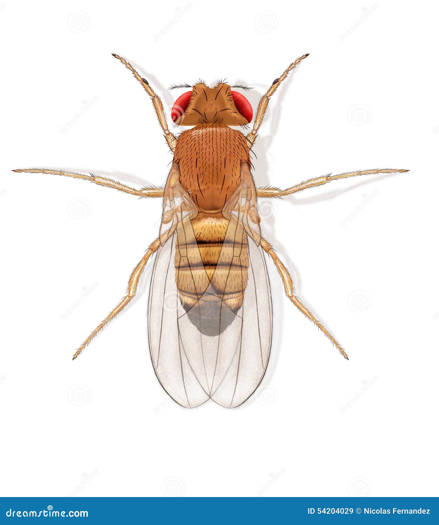 Mouche à fruit illustration stock. Illustration du fond - 54204029