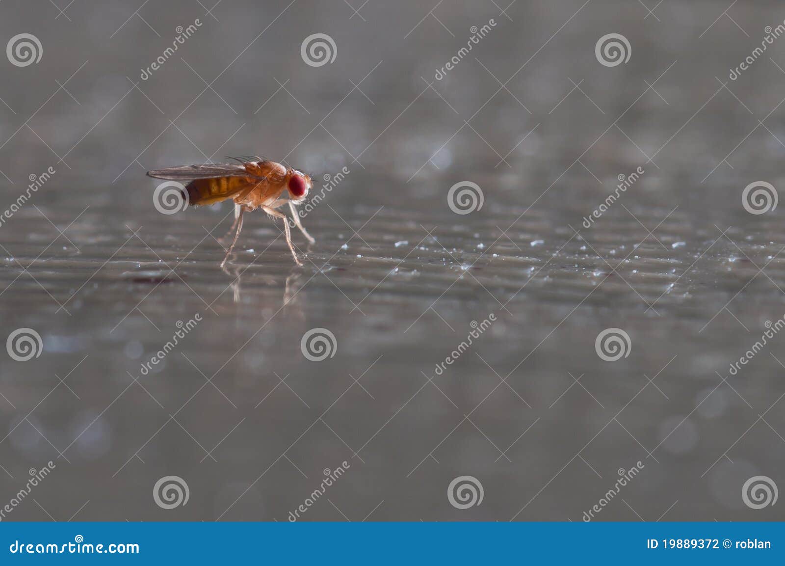 Mouche à Fruit (drosophile Melanogaster) Photo stock - Image du ...