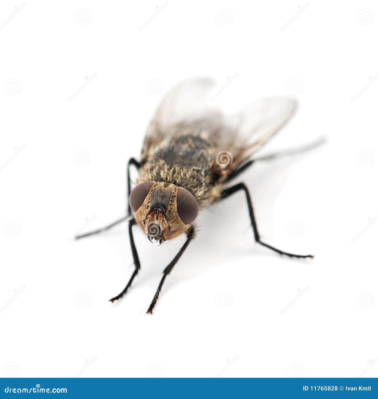 Mouche photo stock. Image of mouche, atterrissage, isolement - 11765828