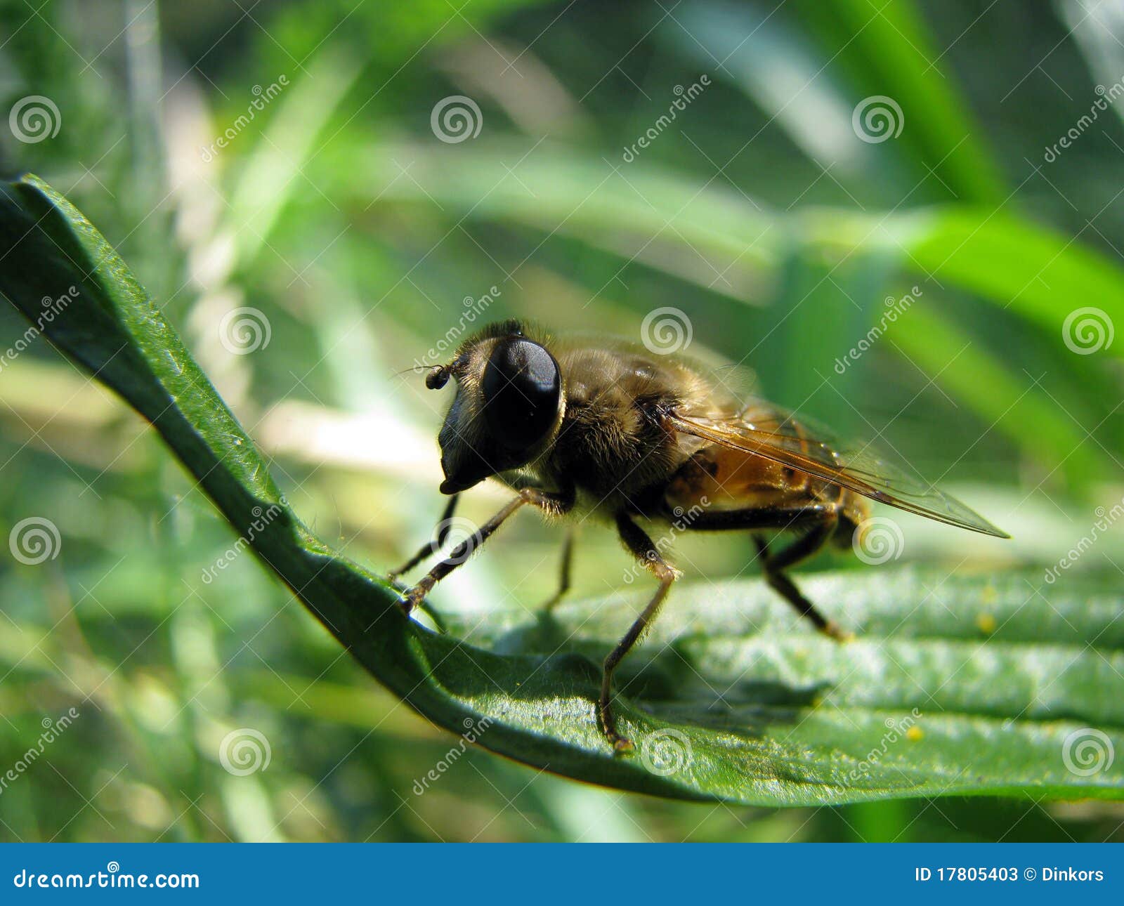 Mouche image stock. Image du nature, insecte, herbe, mouche - 17805403