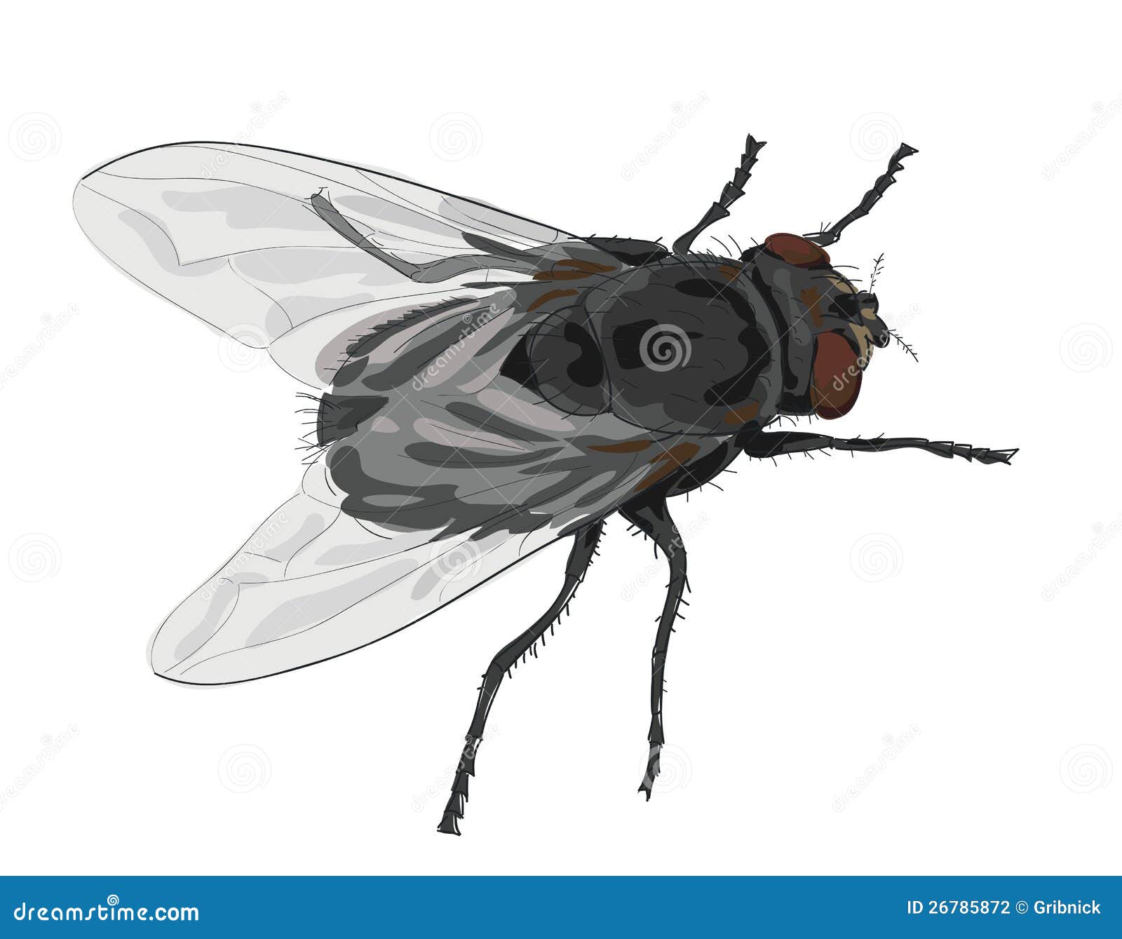 Mouche D'insecte D'isolement Sur Le Fond Blanc. Illustration de Vecteur ...